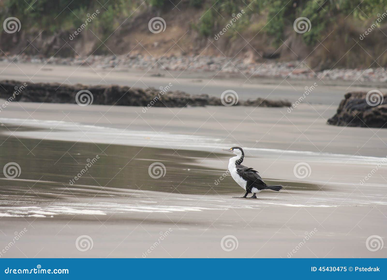 Black and White Shag on the Beach Stock Image - Image of coast ...