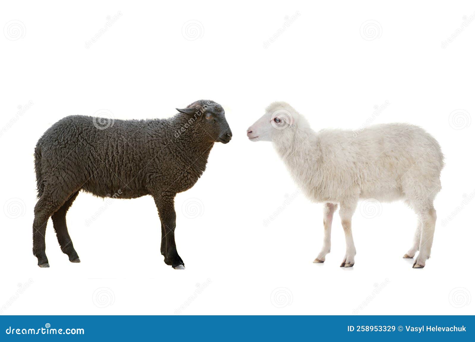 Black and White Sheep Isolated on White Background Stock Image - Image ...