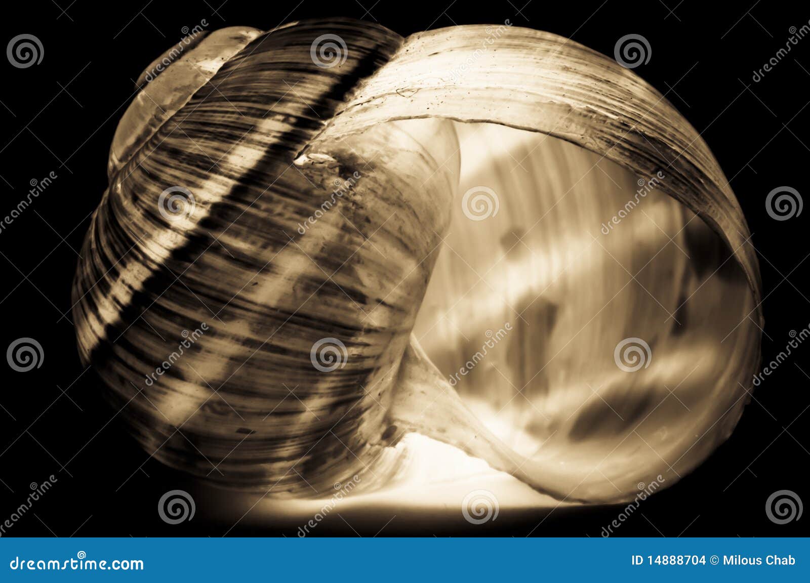 2,193 Shell Balance Stock Photos - Free & Royalty-Free Stock Photos ...
