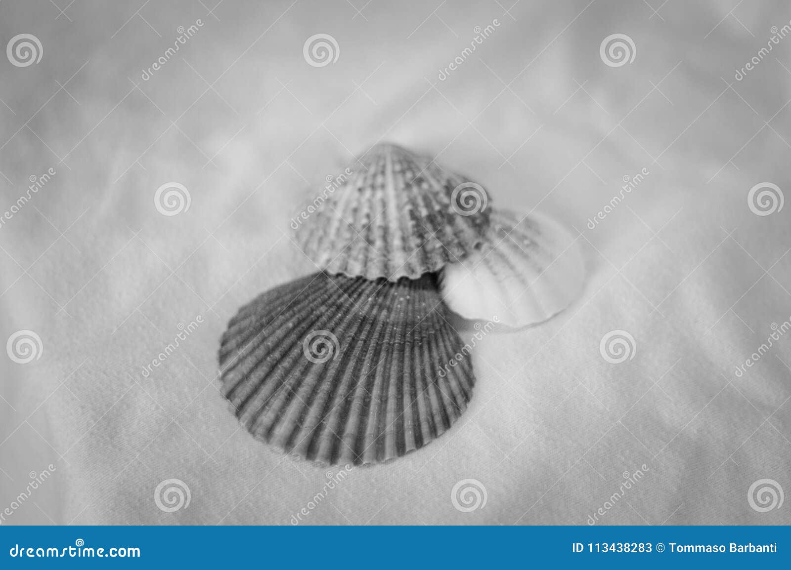 Black and White Shells in a White Background Stock Image - Image of ...