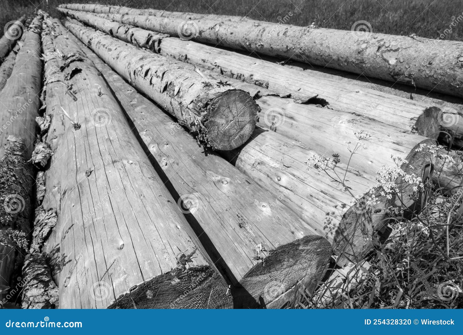 Black and White Shot of a Stack of Sawn Spruce Wood Logs in a Forest in ...