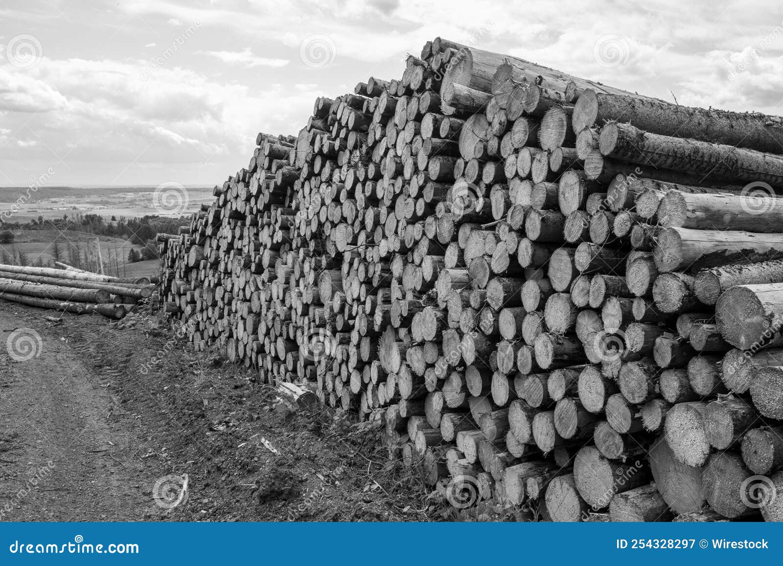 Black and White Shot of a Stack of Sawn Spruce Wood Logs in a Forest in ...
