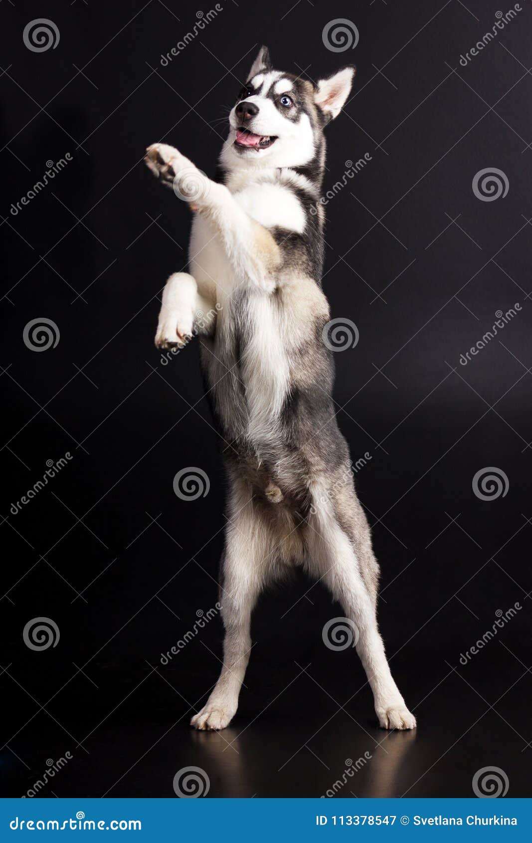 Husky Dances Stock Photos - Free & Royalty-Free Stock Photos from ...