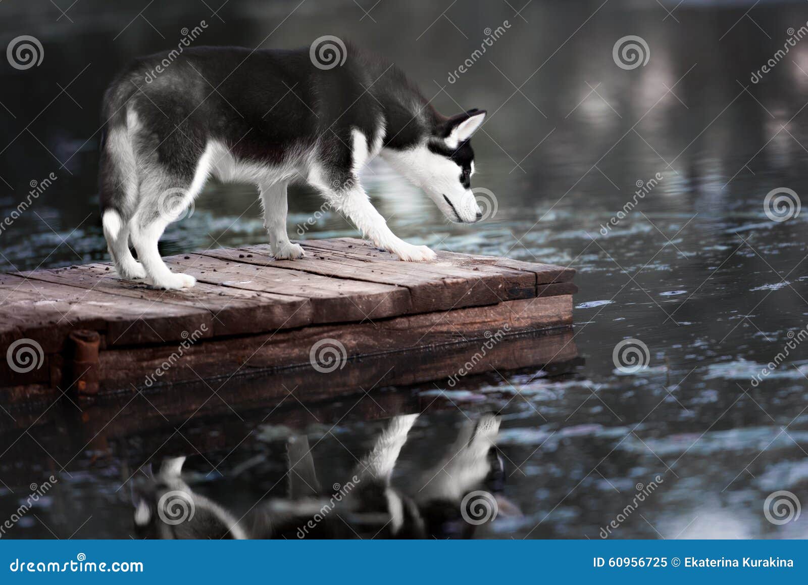 Black and White Siberian Husky Stands Stock Image - Image of beauty ...