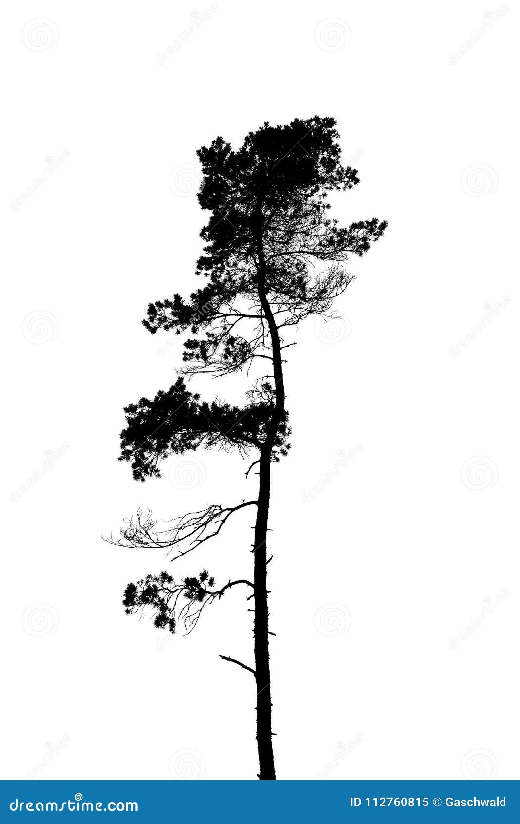 Black and White Silhouette of a Lonely Single Pine Tree Stock ...