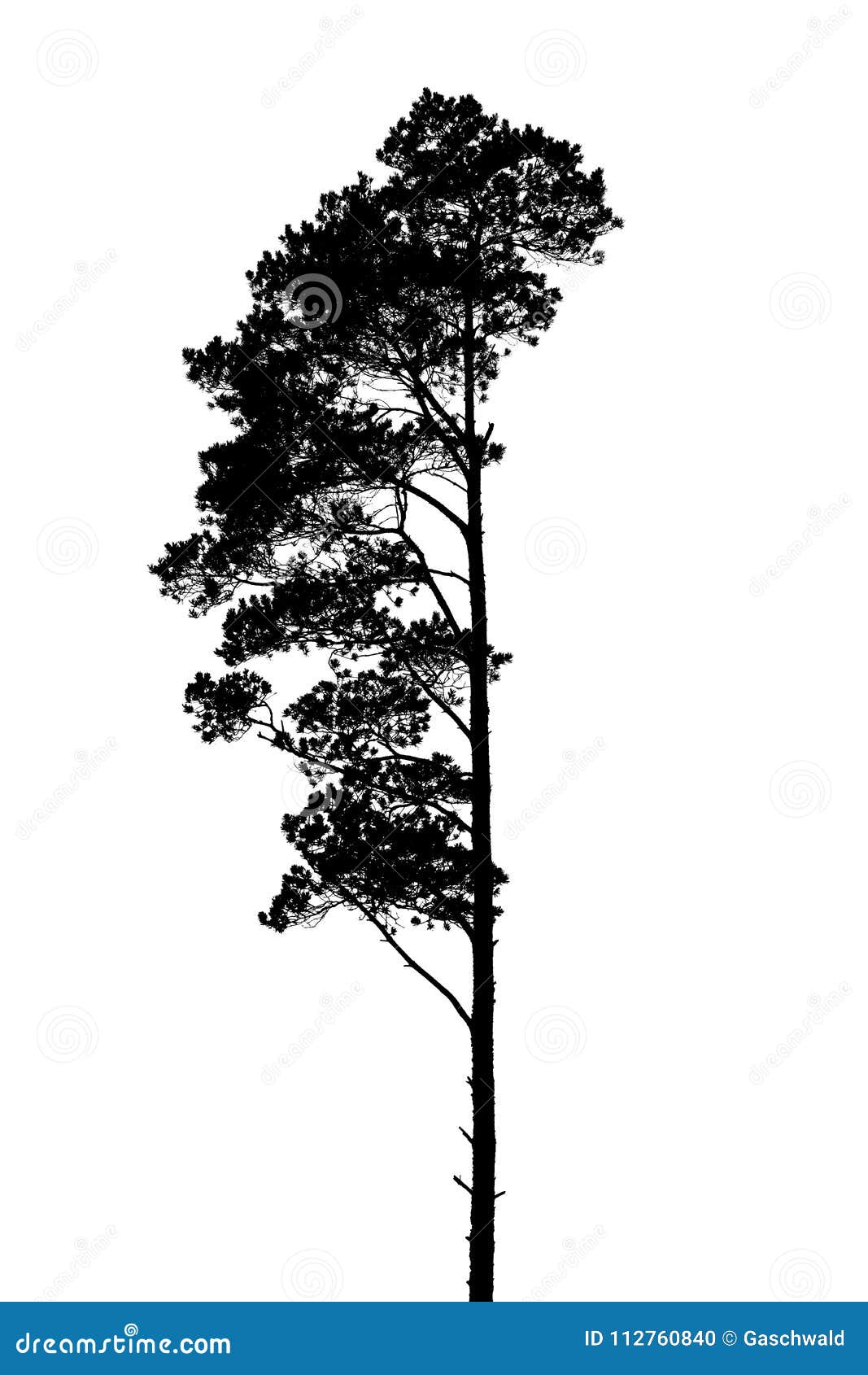 Black and White Silhouette of a Lonely Single Pine Tree Stock ...