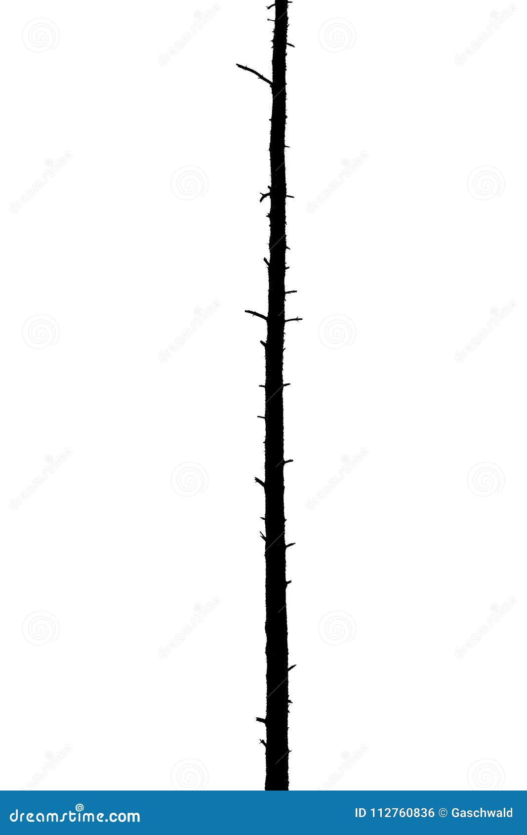 Black and White Silhouette of a Lonely Single Pine Tree Stock ...