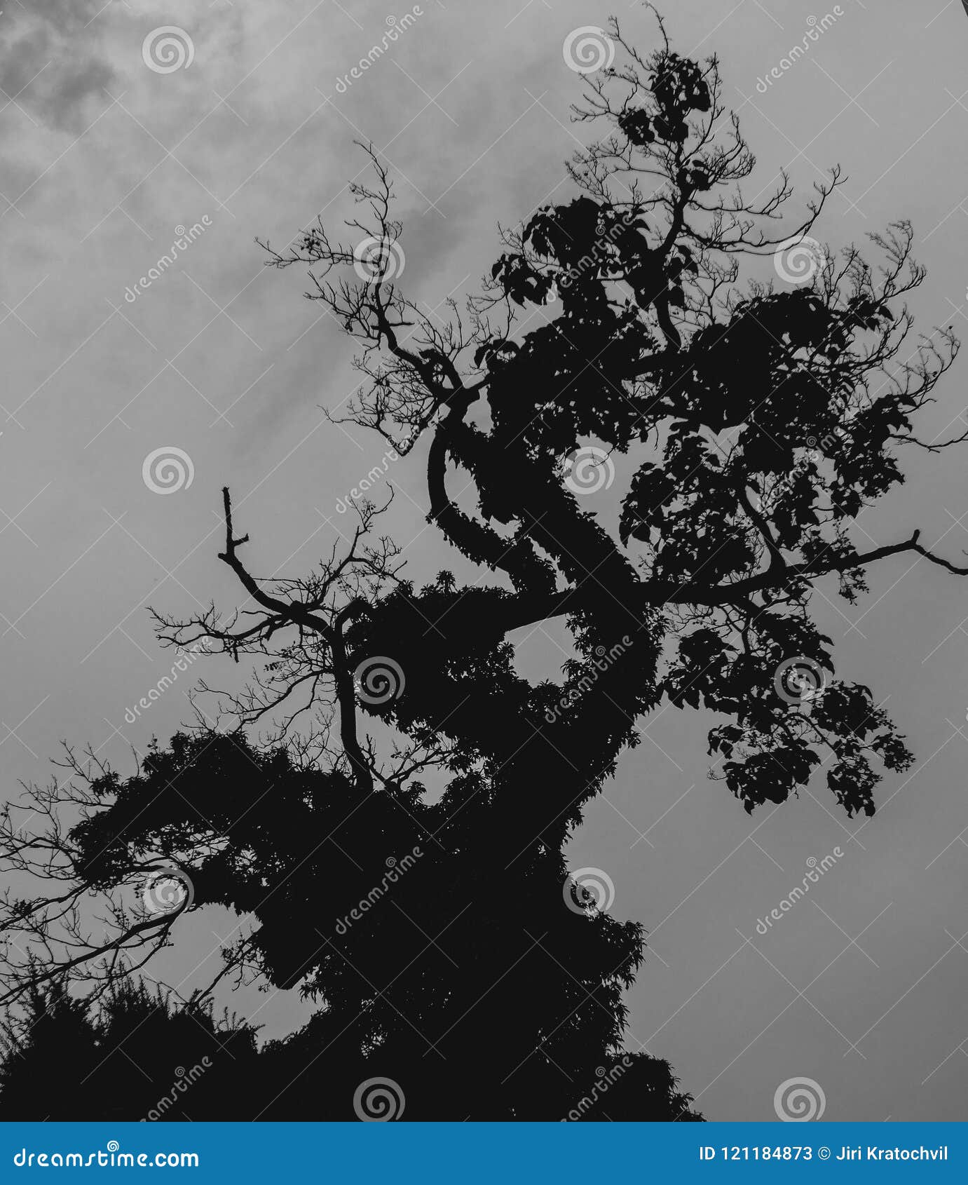 Black And White Silhouette Of An Old Twisted Tree Royalty-Free Stock ...