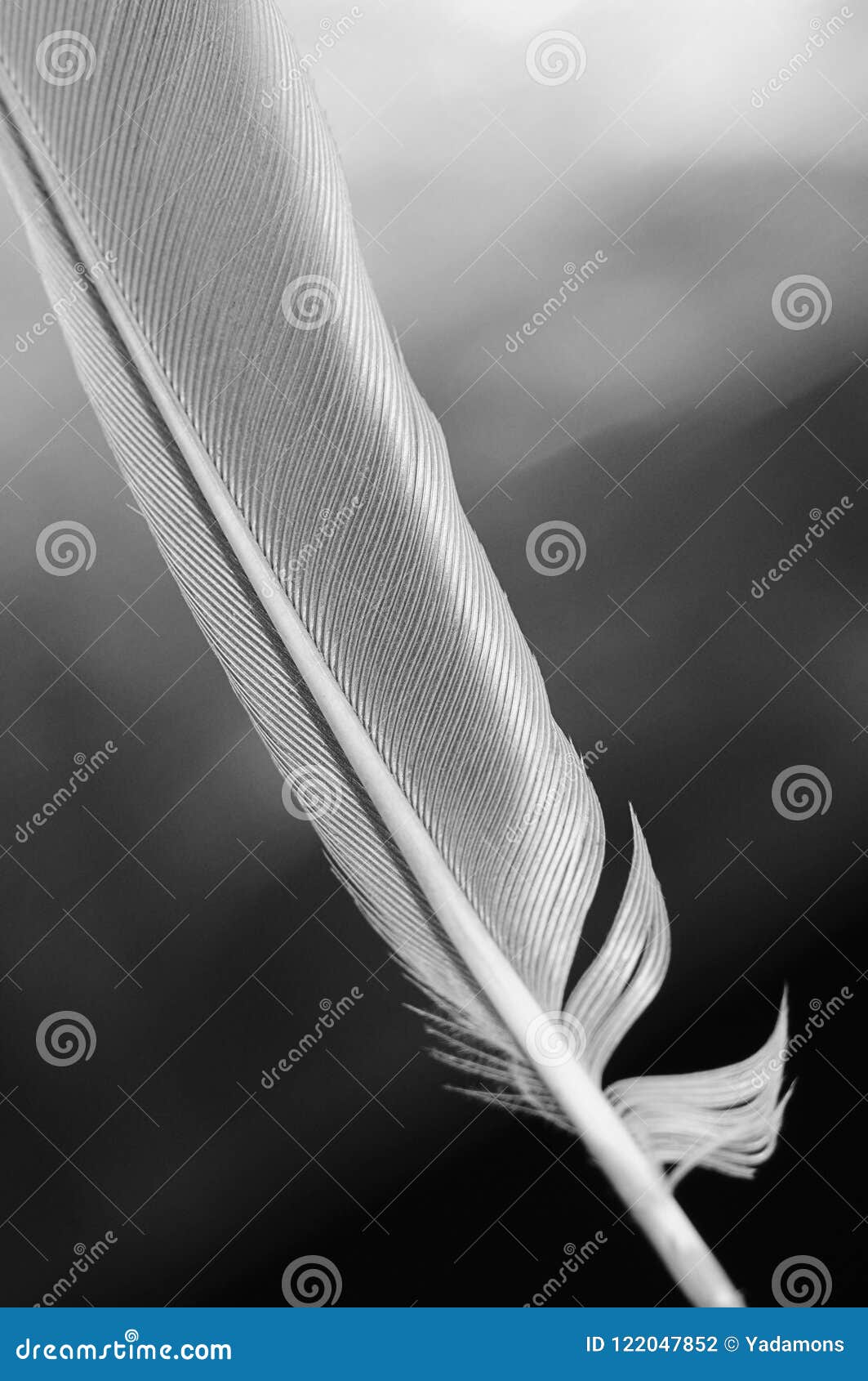 Single Feather Resting On A Broken Tree Broken Splinted Stump Along The ...