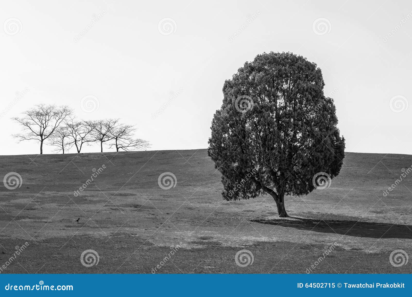 Black and White of Single Tree. Stock Image - Image of horizon, branch ...