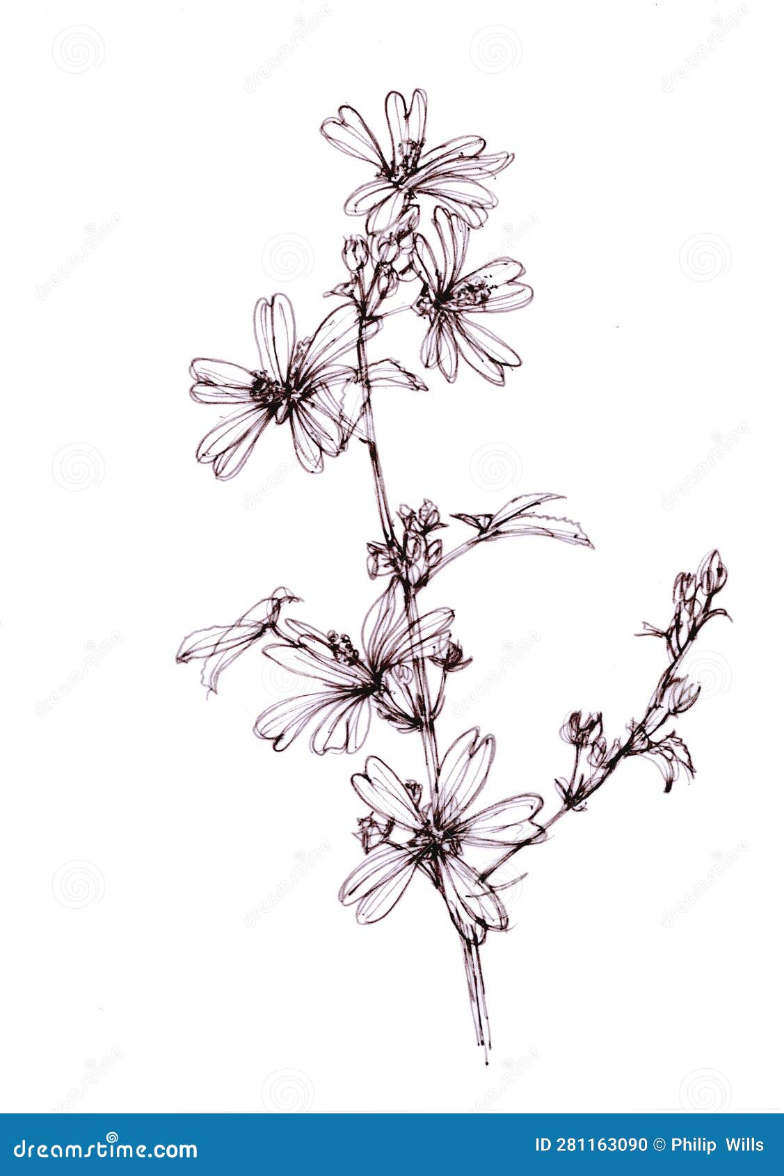 Black and White Sketch of Common Mallow. Stock Illustration ...