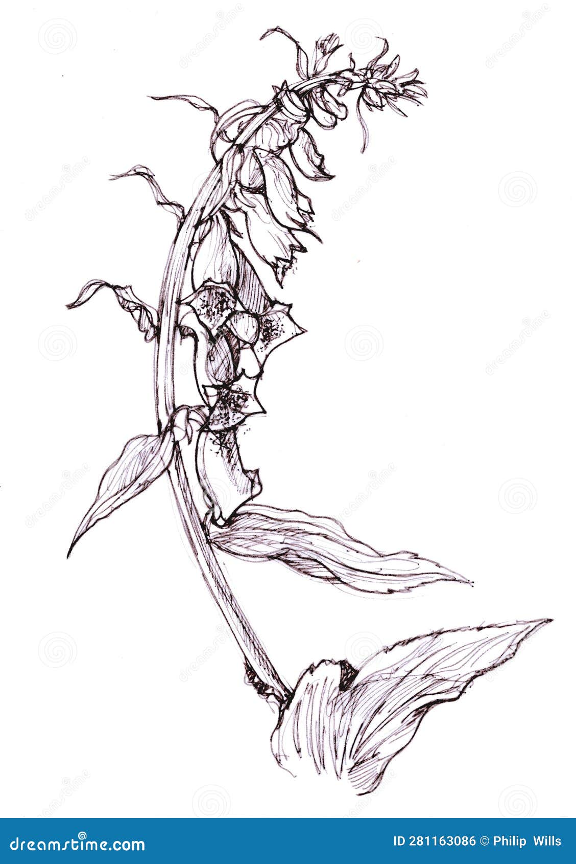 Foxglove Drawing