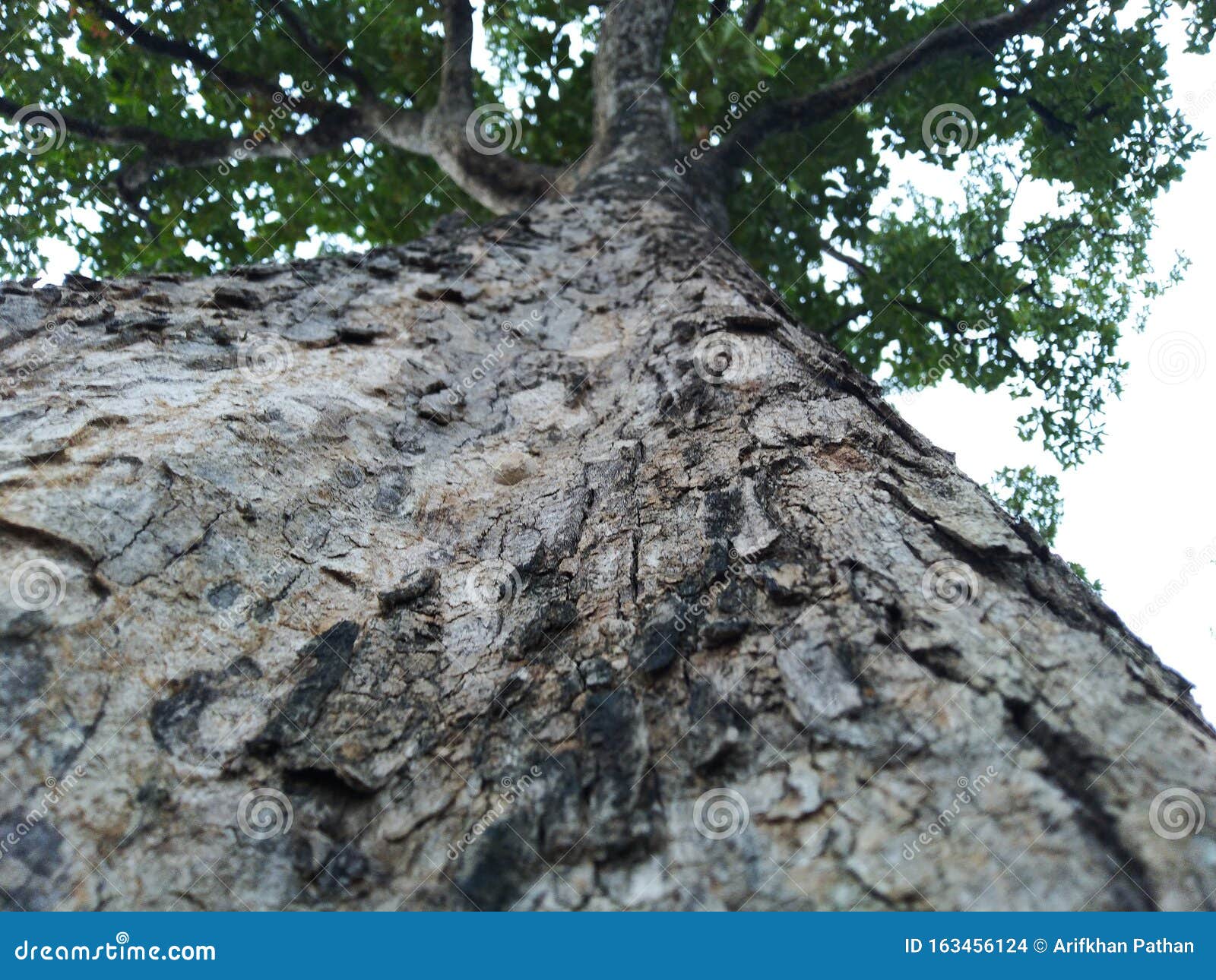 Close View of Tree Trunk from Down To Canopy Stock Photo - Image of ...