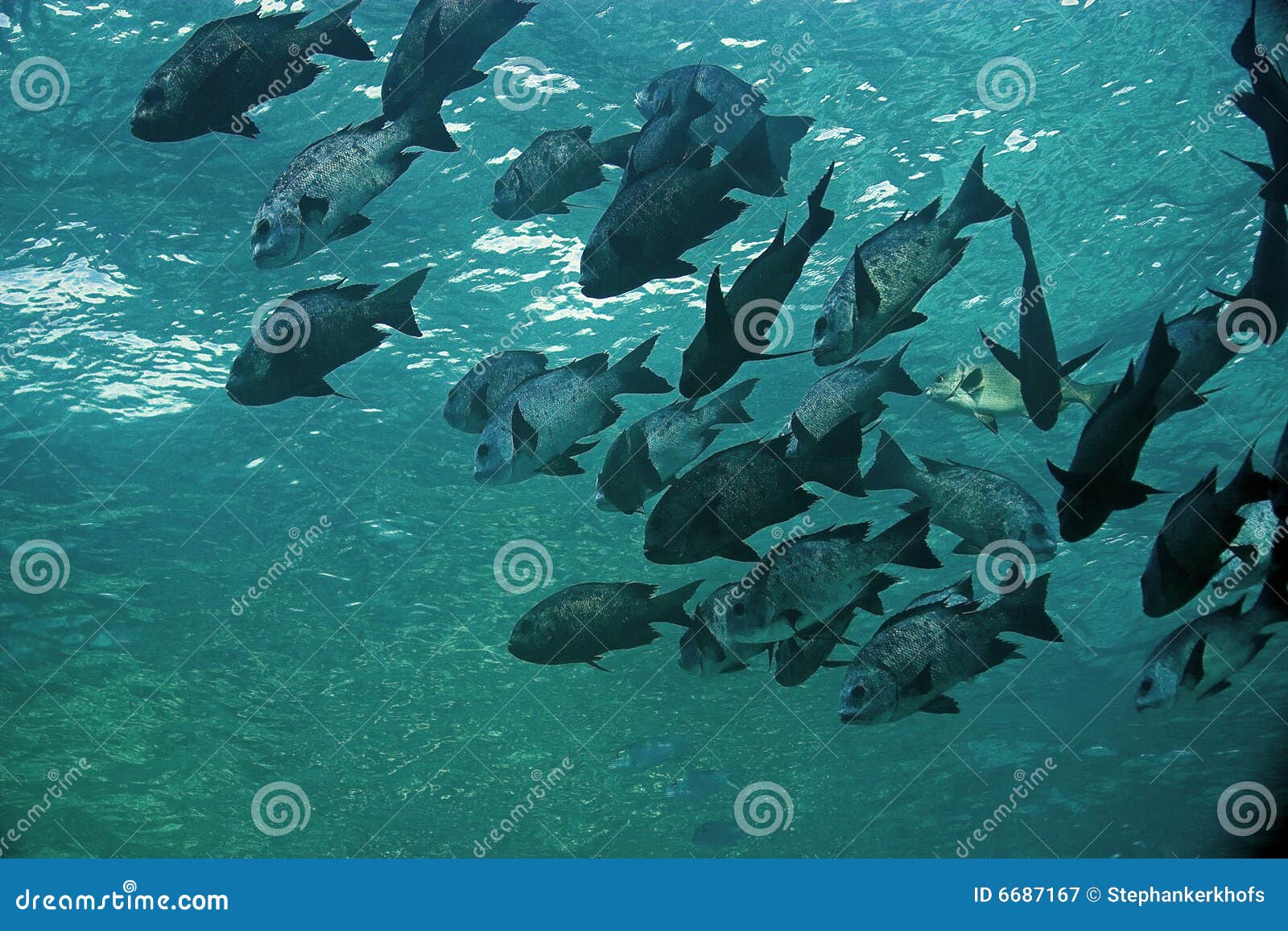 Black and White Snapper (Macolor Niger) Stock Image - Image of eagle ...
