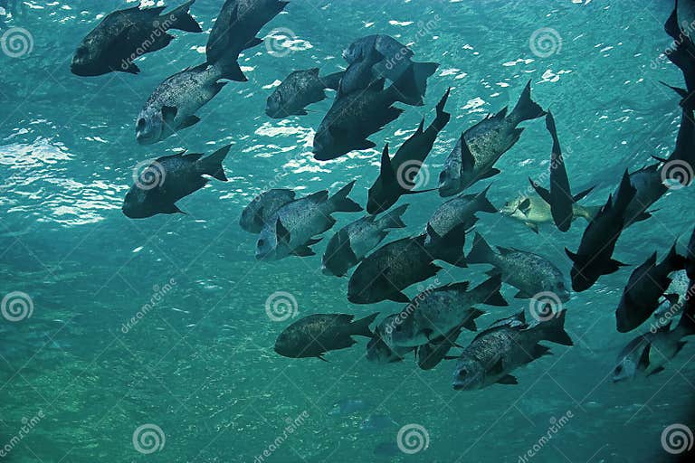 Black and White Snapper (Macolor Niger) Stock Image - Image of eagle ...