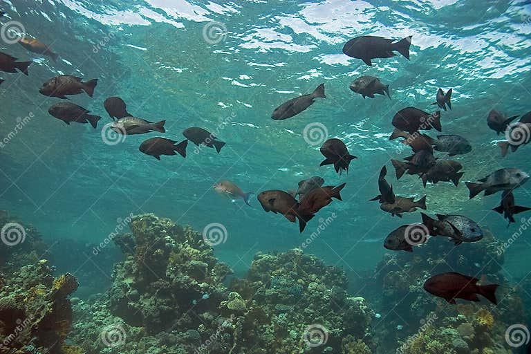 Black and White Snapper (Macolor Niger) Stock Photo - Image of animal ...