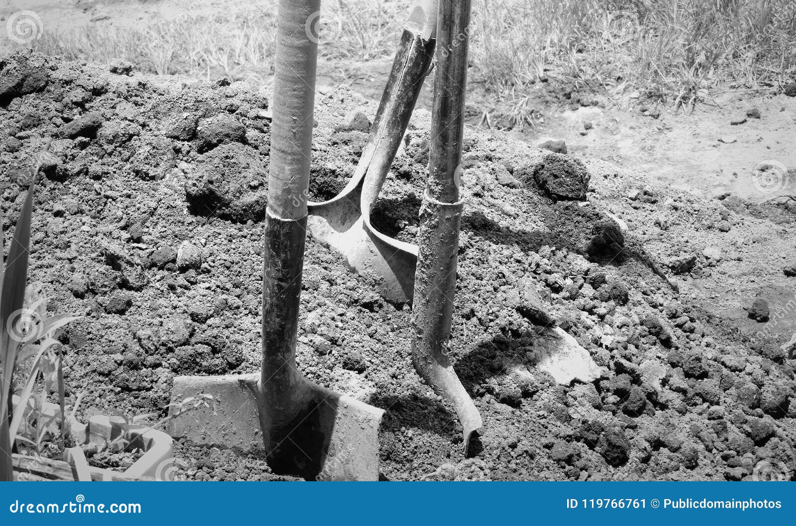 Black And White, Soil, Monochrome Photography, Tree Picture. Image ...