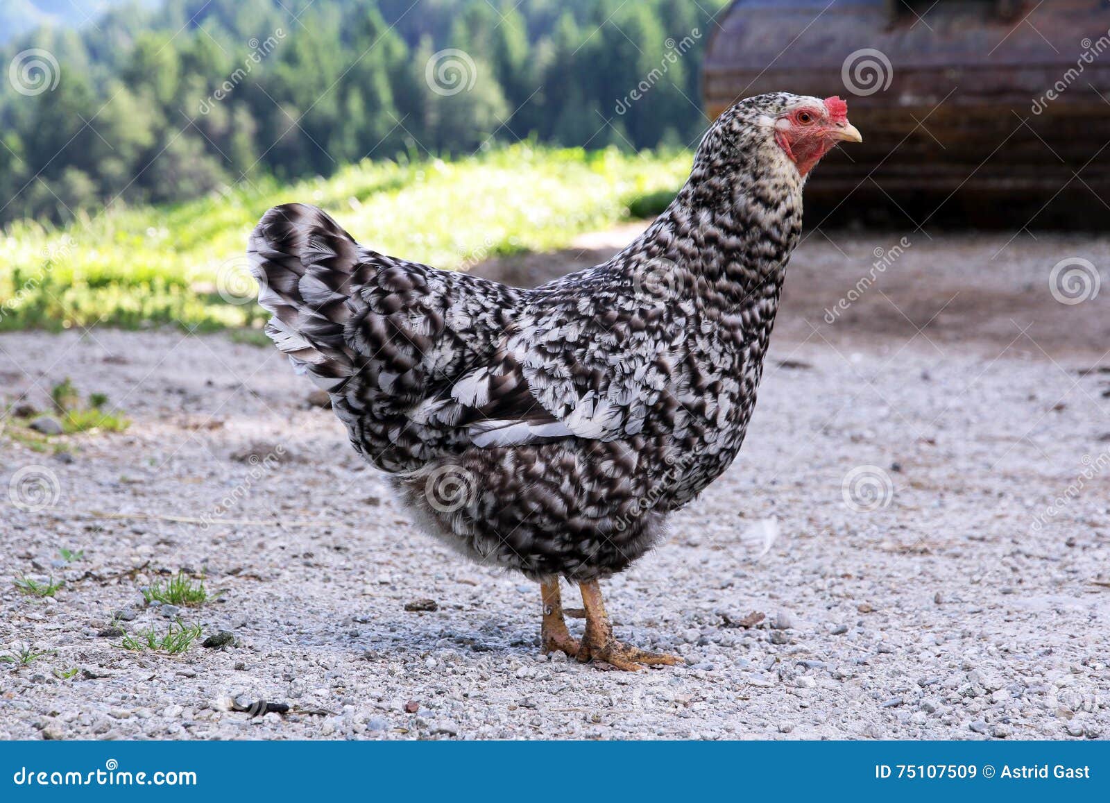 Black and White Speckled Hen in Free Range Stock Image - Image of white ...
