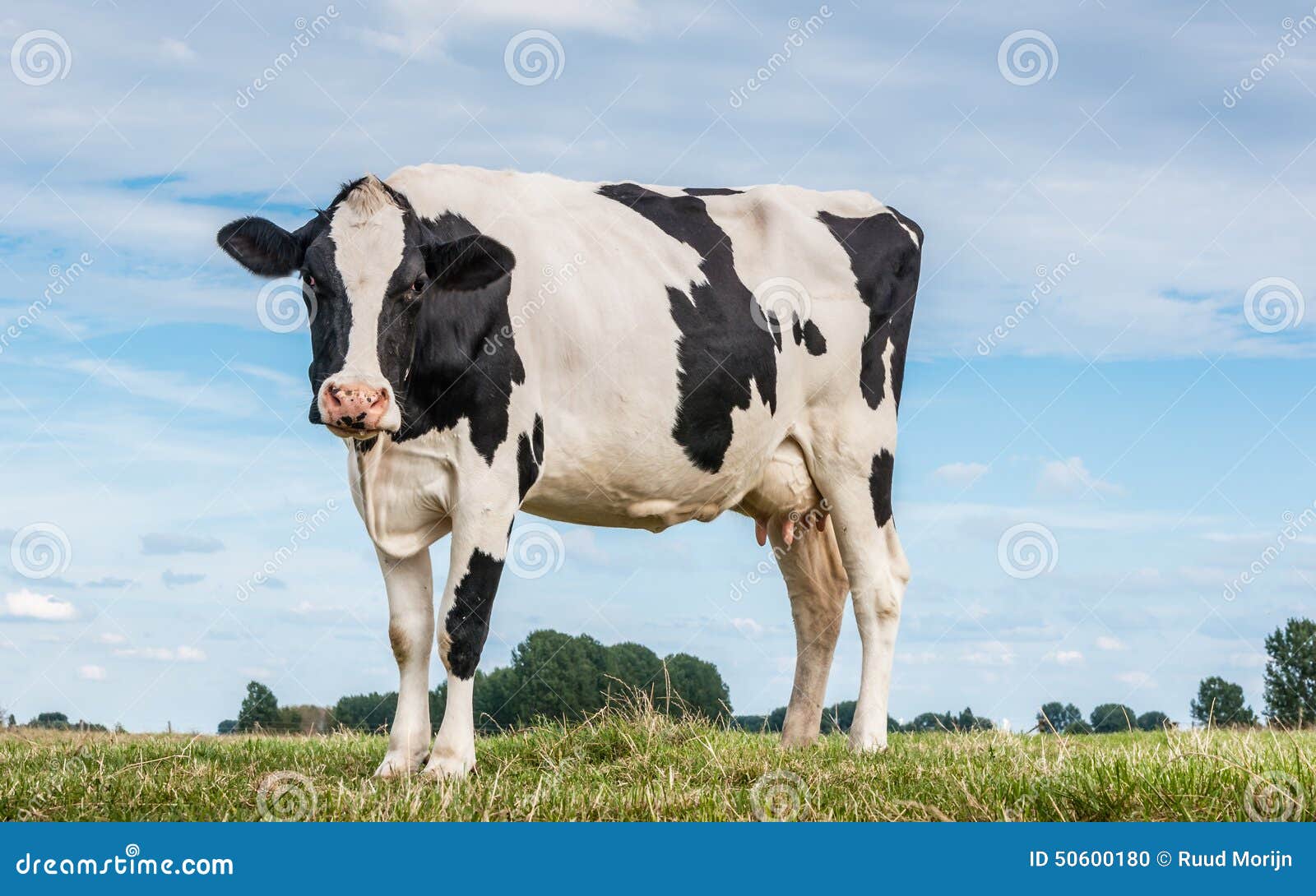 3,514 Female Cow Black White Stock Photos - Free & Royalty-Free Stock ...
