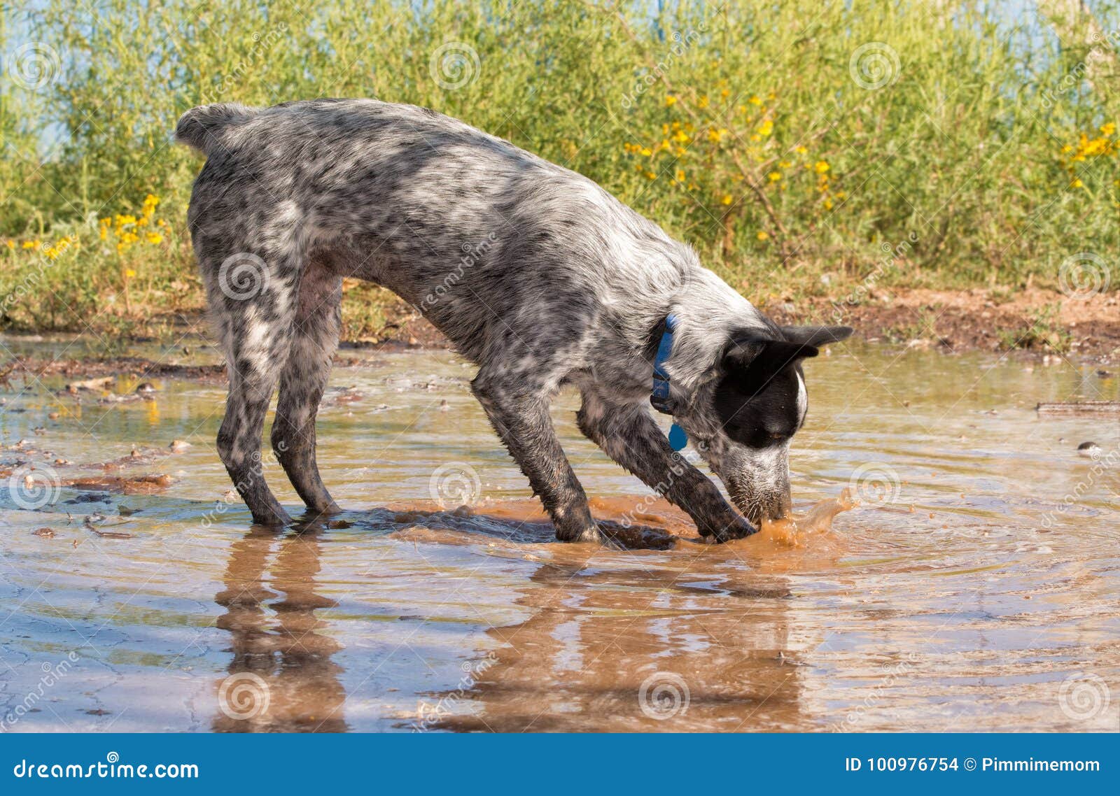 Black and White Spotted Dog Splashing in Mud Stock Photo - Image of ...