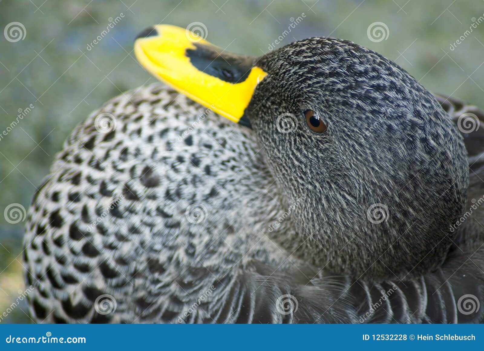 Black and White Spotted Goose Stock Photo - Image of brown ...