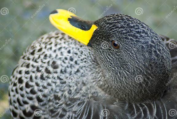 Black and White Spotted Goose Stock Photo - Image of brown ...