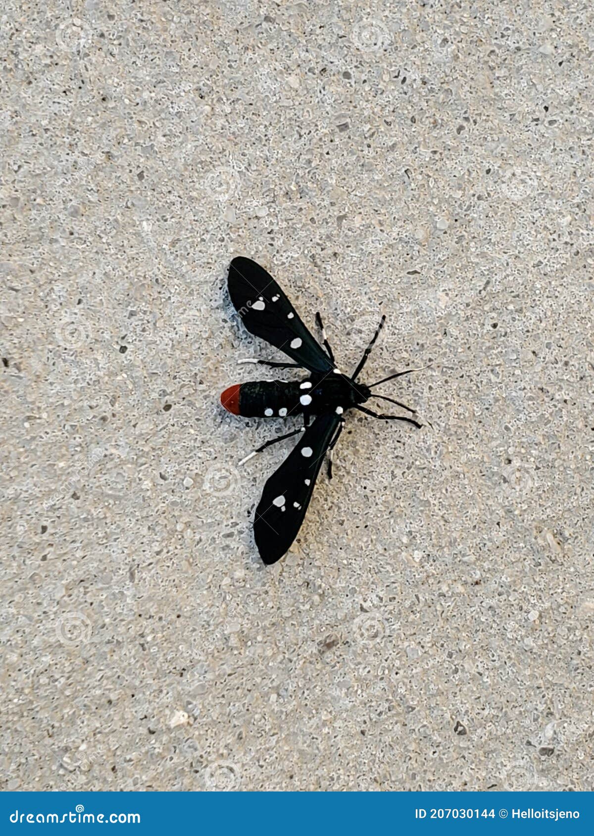 Black and White Spotted Moth Stock Photo - Image of insect, soil: 207030144