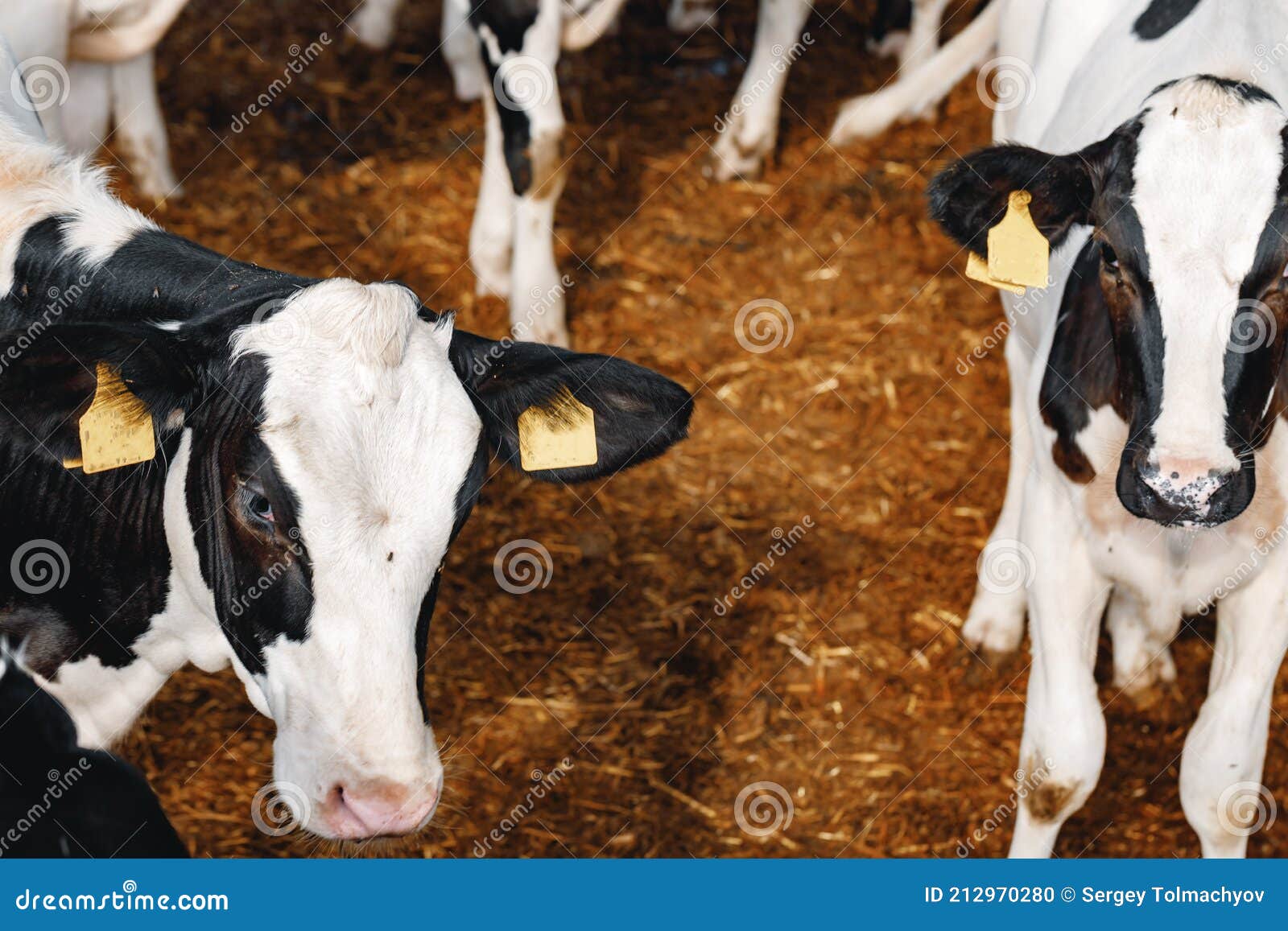Black and White Spotty Cows on a Farm Stock Photo - Image of breeding ...
