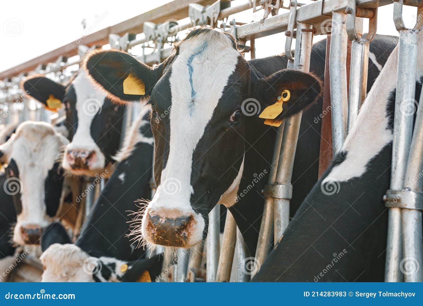 Black and White Spotty Cows on a Farm Stock Image - Image of spot, beef ...