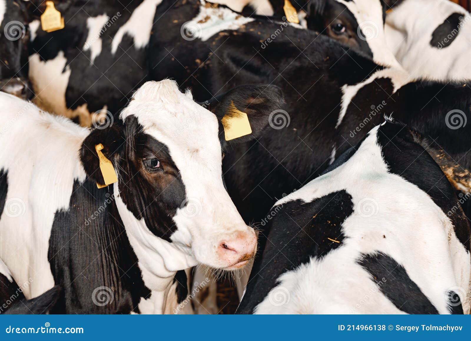 Black and White Spotty Cows on a Farm Stock Photo - Image of udder ...