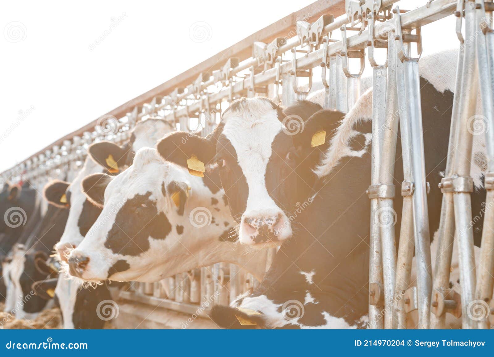 Black and White Spotty Cows on a Farm Stock Photo - Image of horn ...
