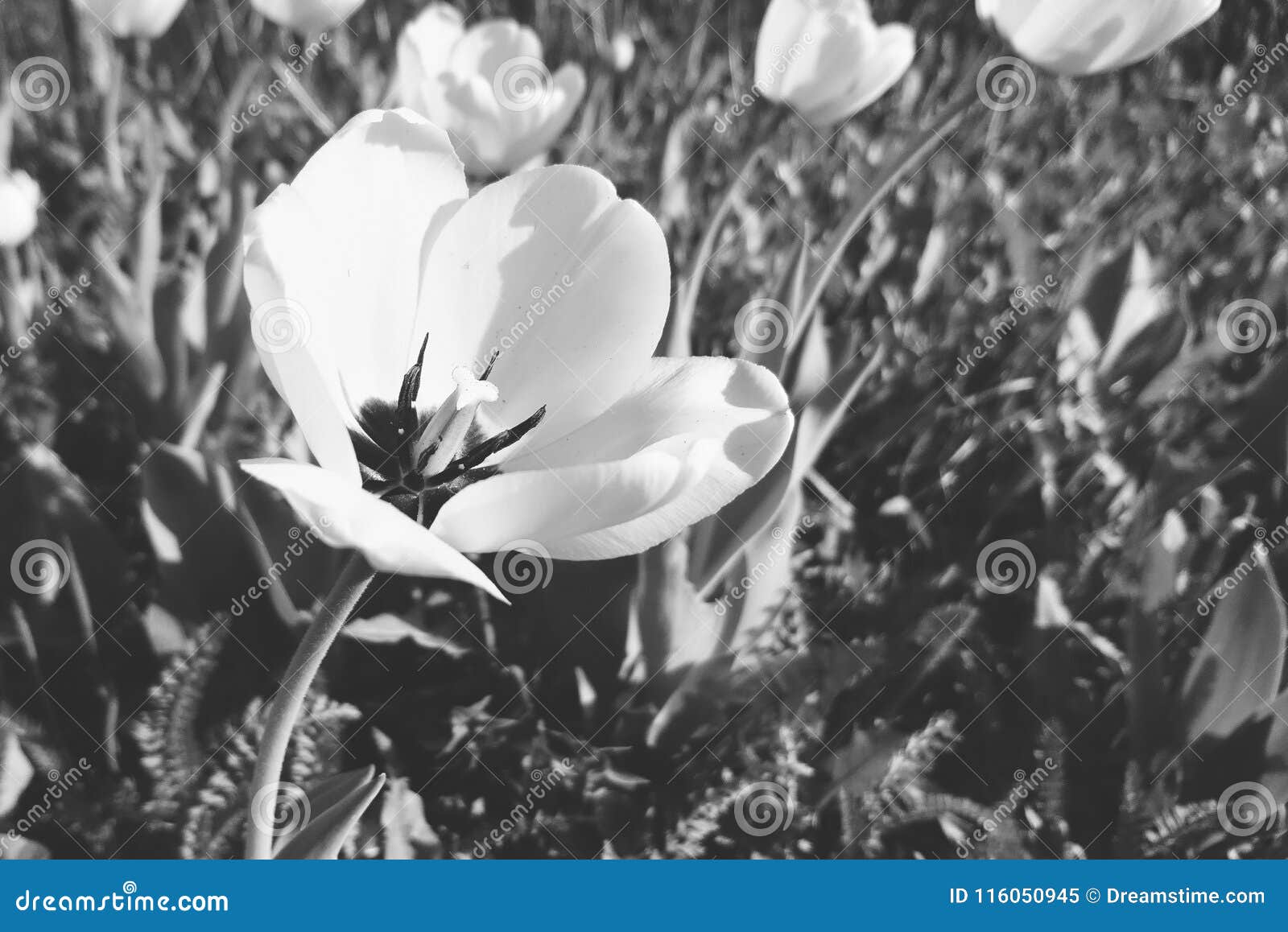 Black and White Spring Flower Stock Image - Image of summer, flowers ...