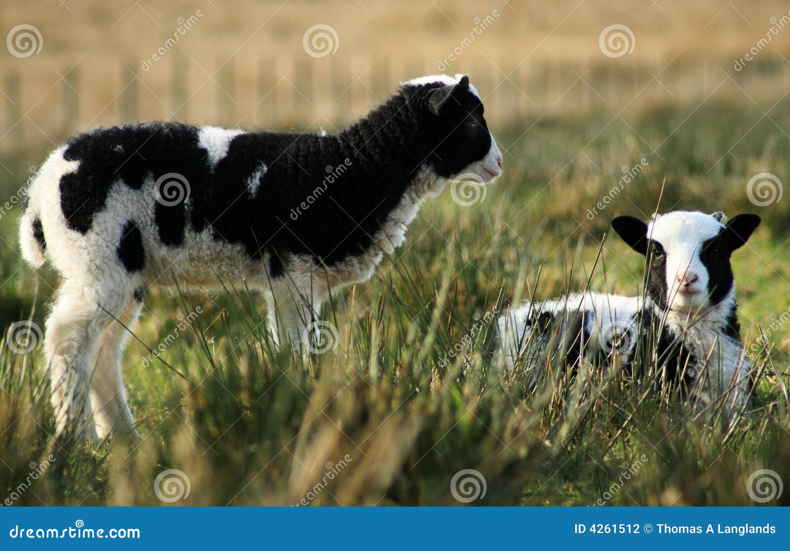 Black and White Spring Lambs Stock Photo - Image of white, lamb: 4261512