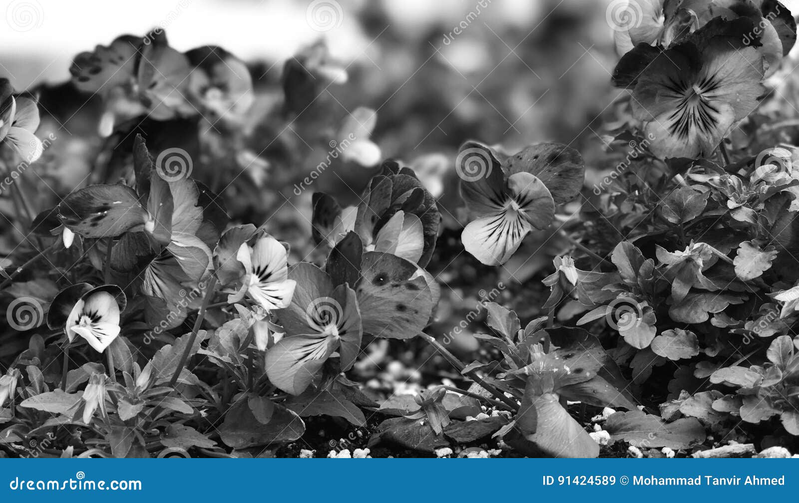 Black and White Spring stock image. Image of white, spring - 91424589