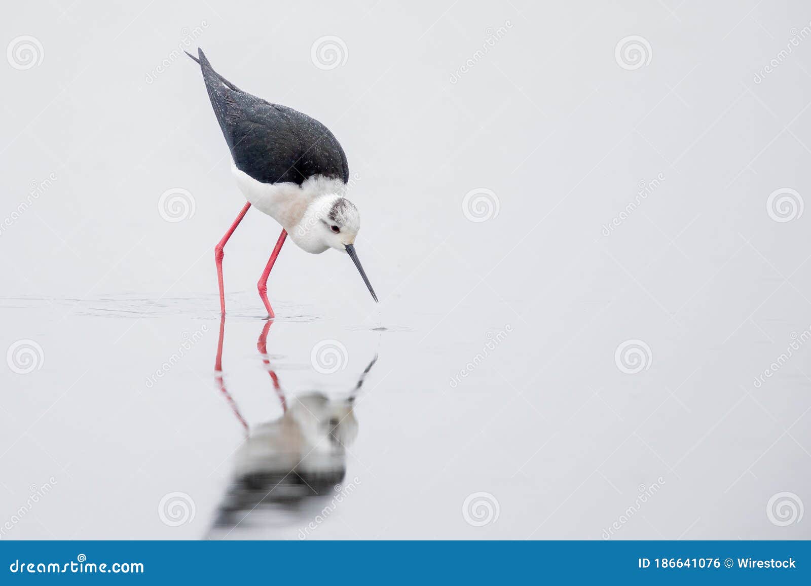 White Stilt In Camargue Royalty-Free Stock Image | CartoonDealer.com ...