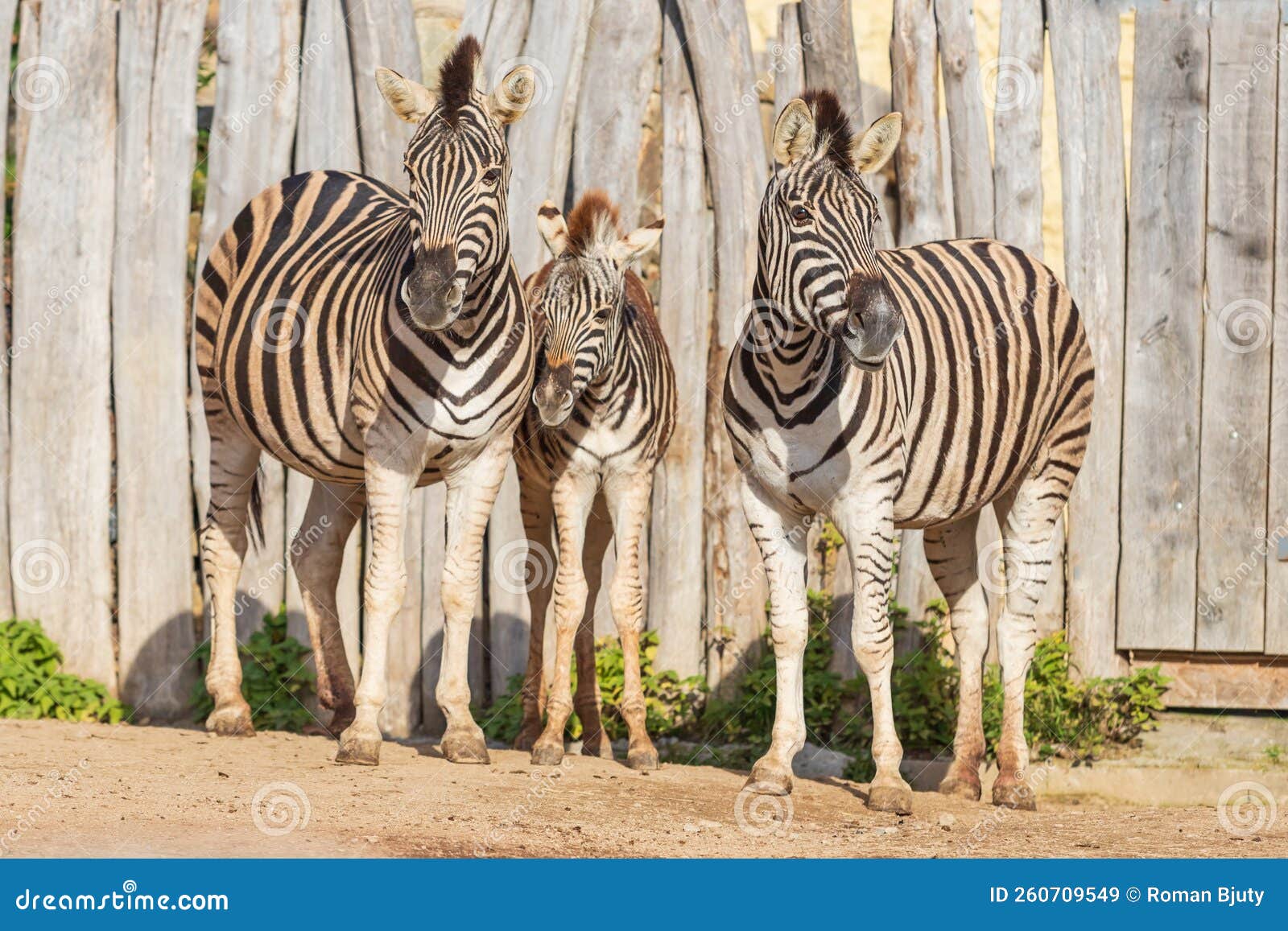 Black and White Striped Animal Zebra - Equus Stock Image - Image of ...