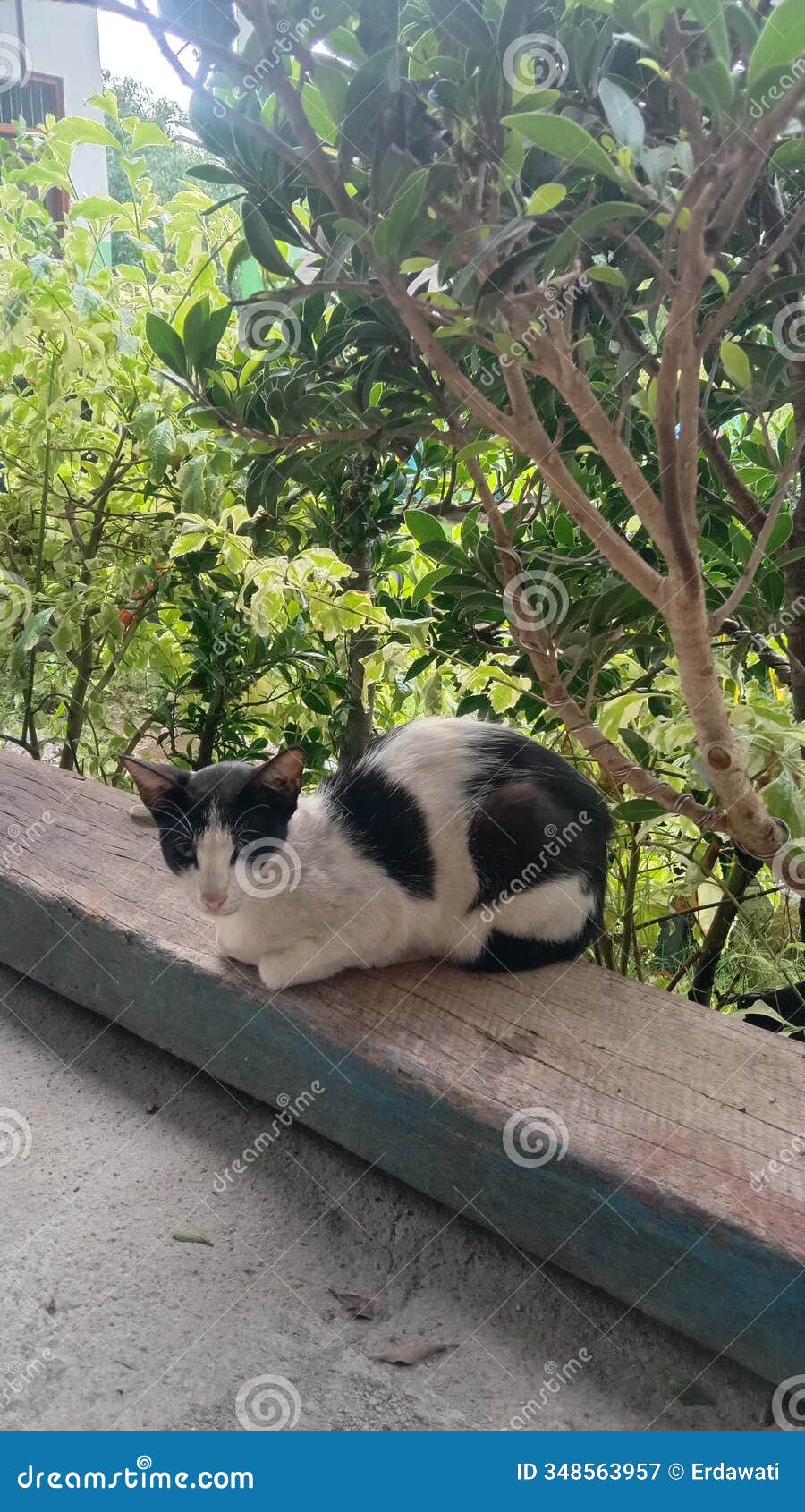 Black and White Striped Cat that is Cold Stock Image - Image of white ...