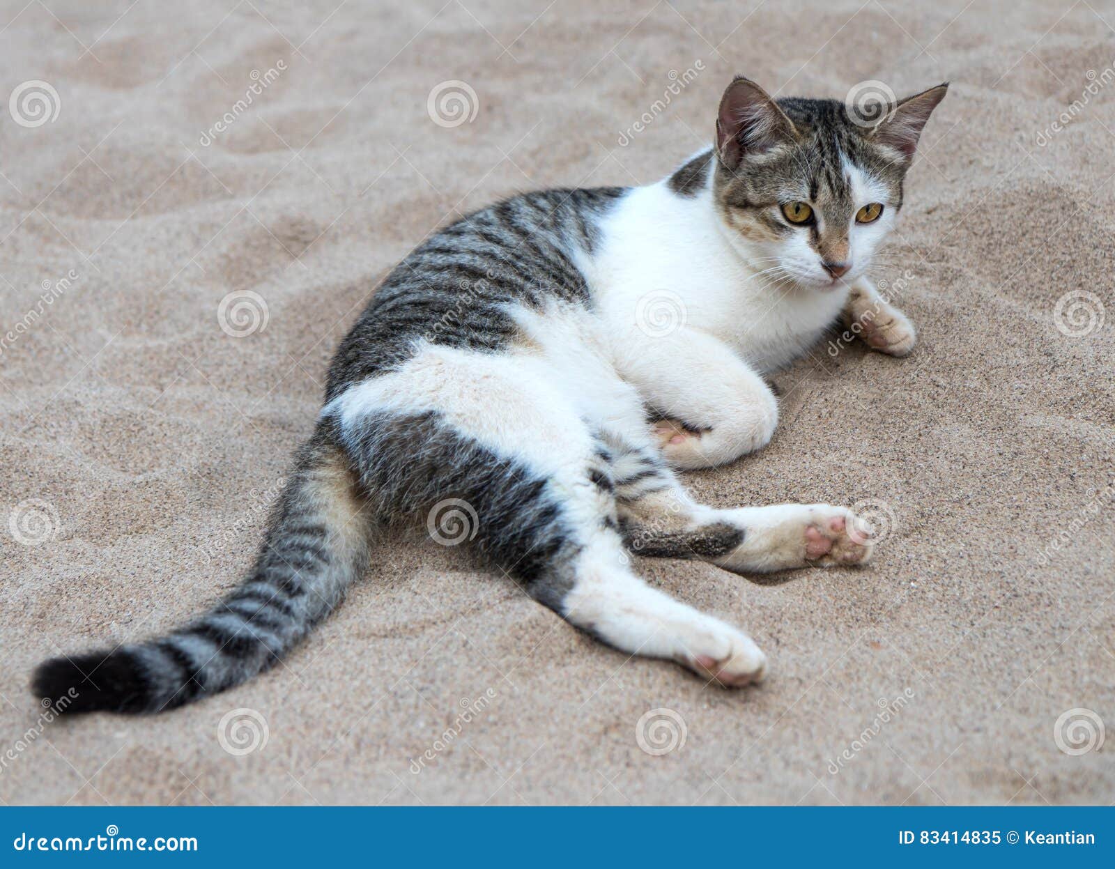 Black and White Striped Cat Lying Sand. Stock Image - Image of domestic ...