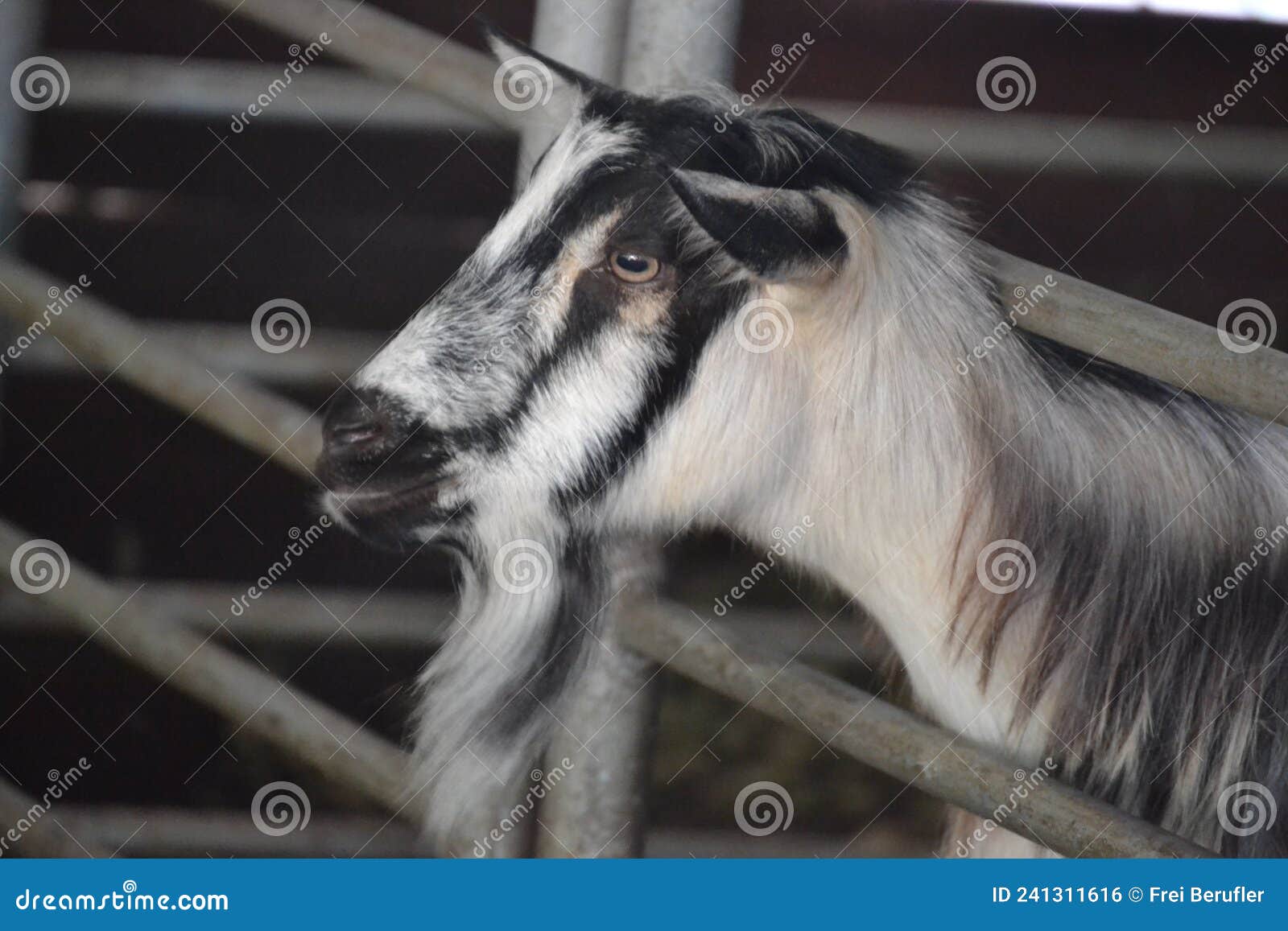 Black and White Striped Goat in a Farm Stock Photo - Image of livestock ...