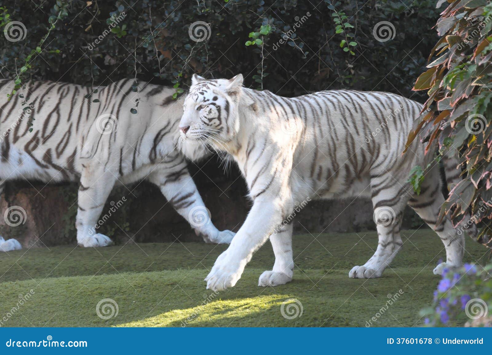 Black and White Striped Tiger Stock Photo - Image of extinct, carnivore ...