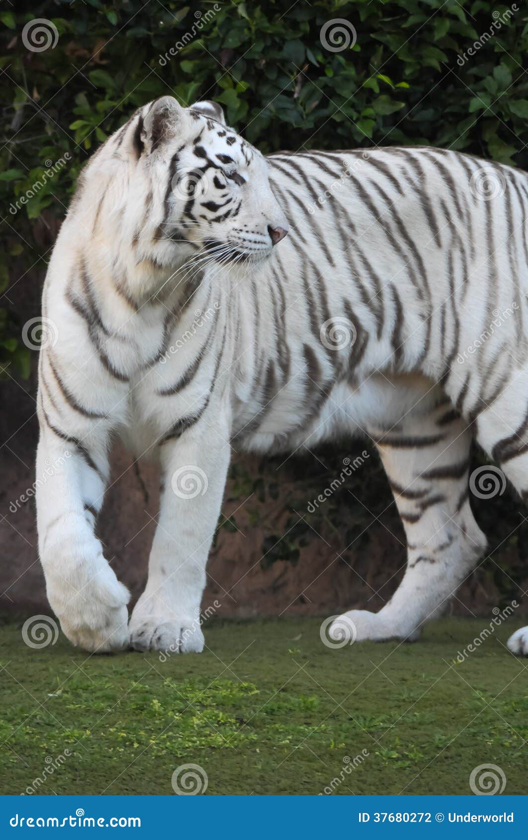 Black and White Striped Tiger Stock Photo - Image of beast, nature ...