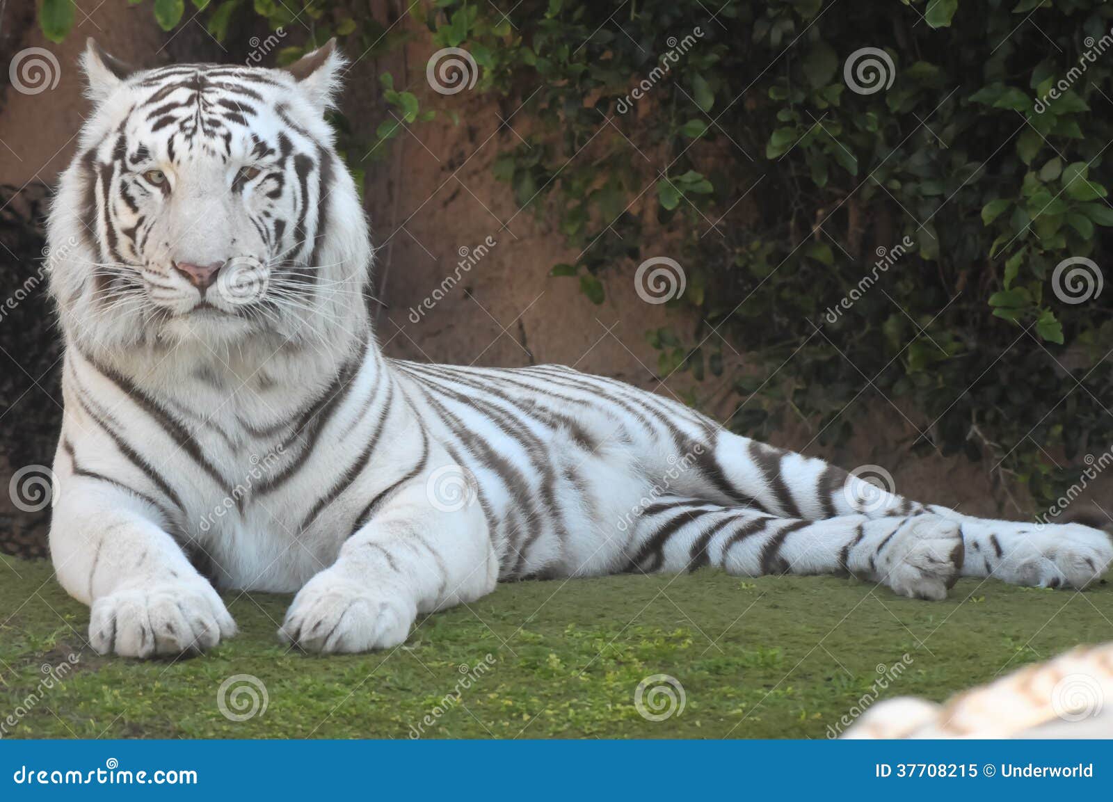 Black and White Striped Tiger Stock Image - Image of white, predator ...