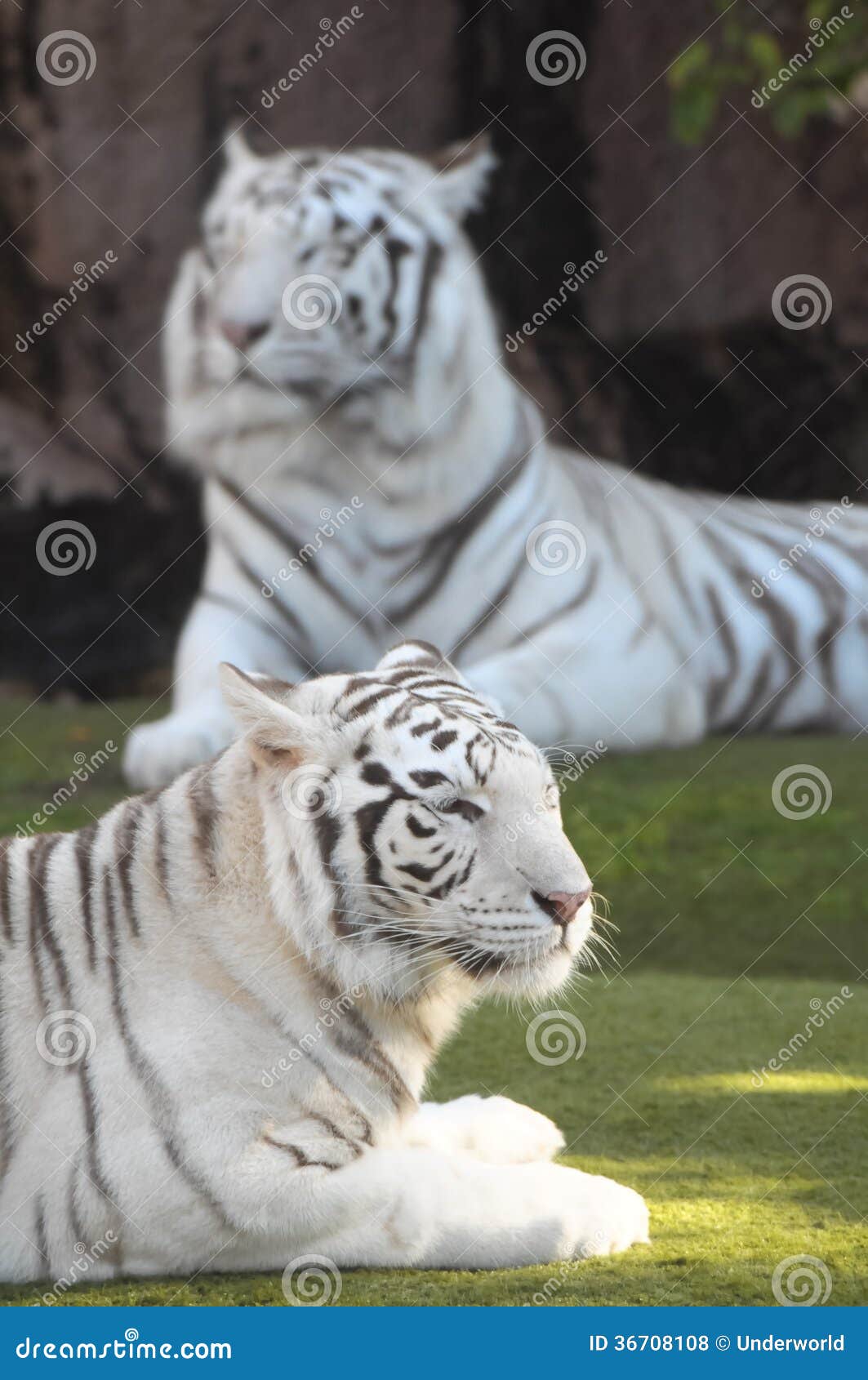 Black and White Striped Tiger Stock Photo - Image of wildlife ...