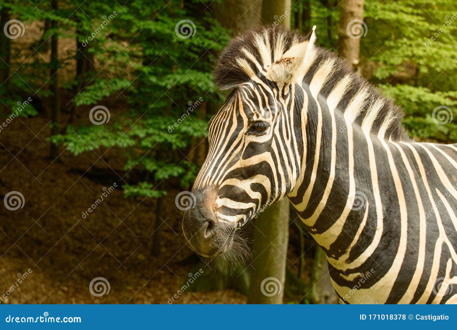 Zebra With His Big Nose Royalty-Free Stock Photo | CartoonDealer.com ...