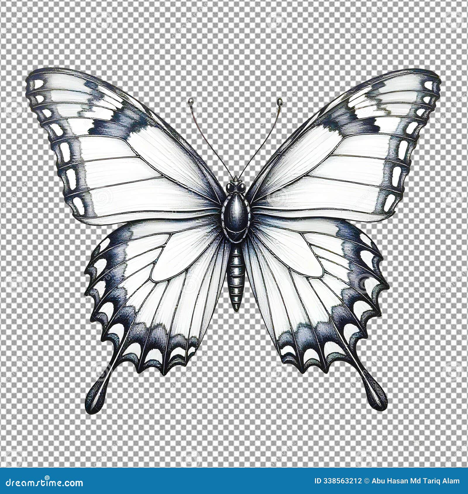 A Mesmerizing Black and White Swallowtail Butterfly Drawing Stock Photo ...