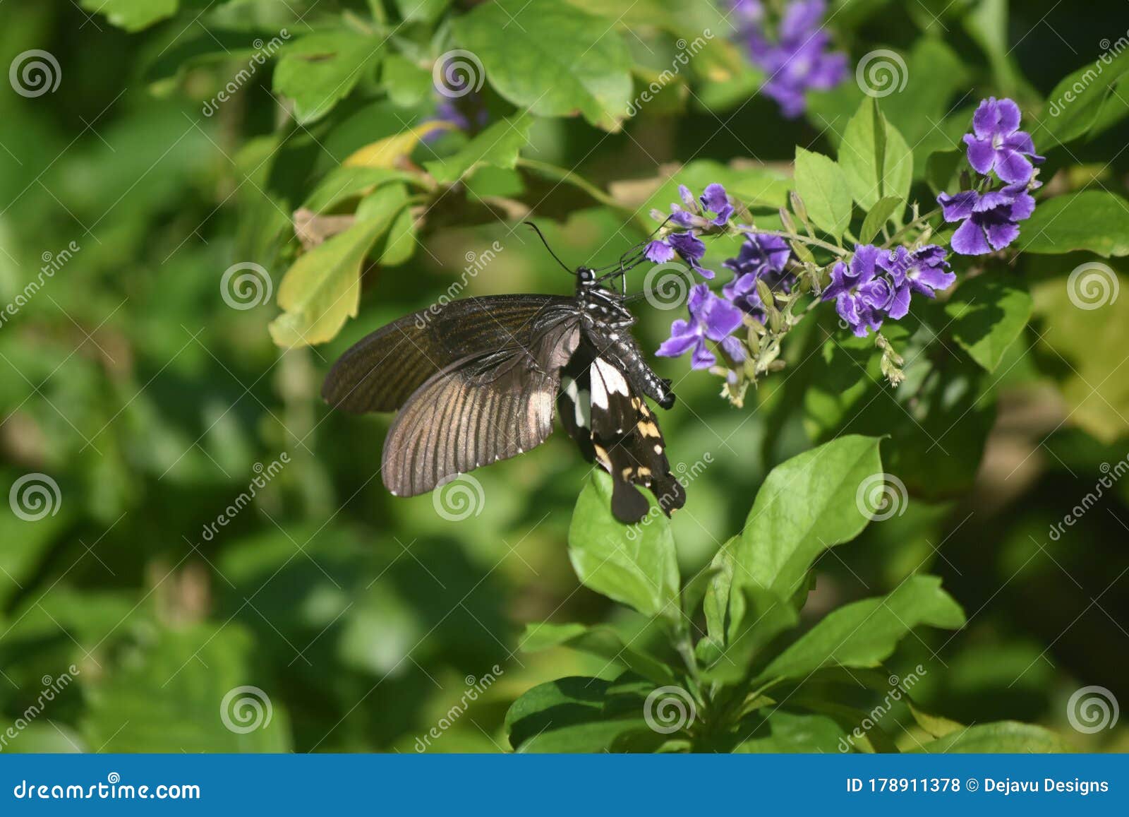Black and White Swallowtail Butterfly in a Garden Stock Photo - Image ...