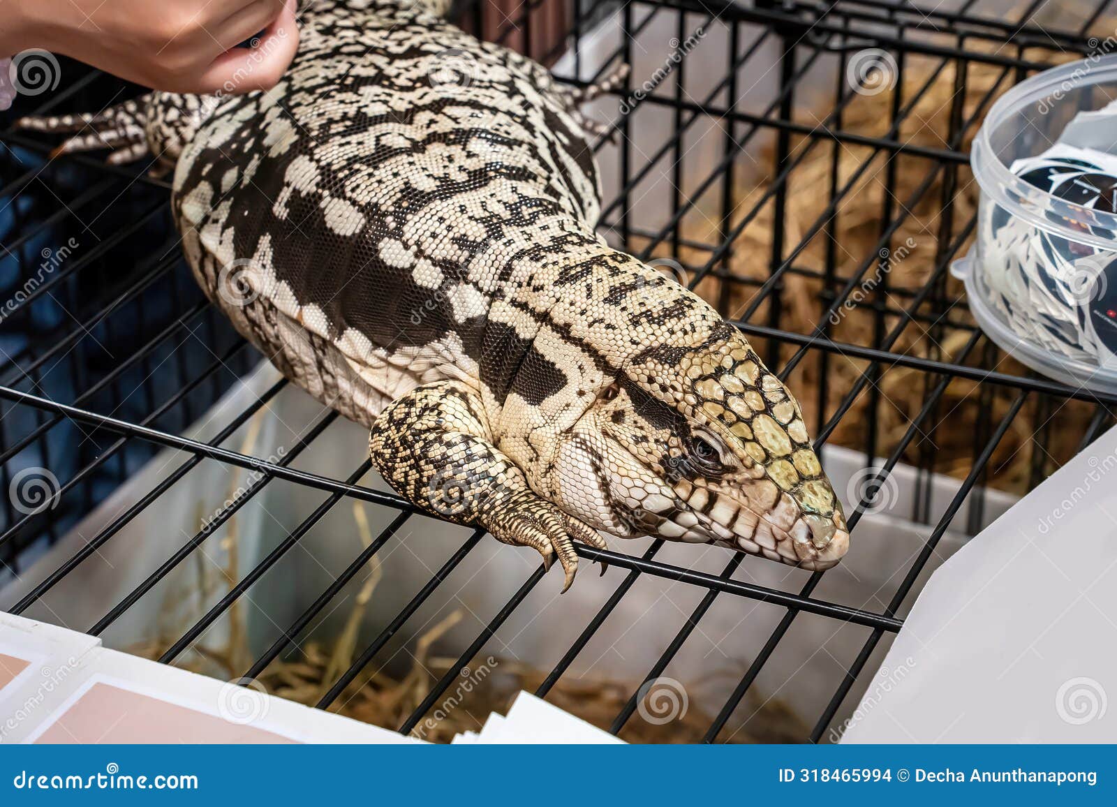 Black and White Tegu stock photo. Image of desert, dragon - 318465994