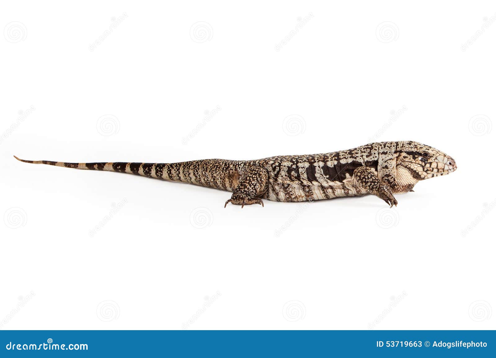 Black And White Tegu Profile Stock Image - Image: 53719663