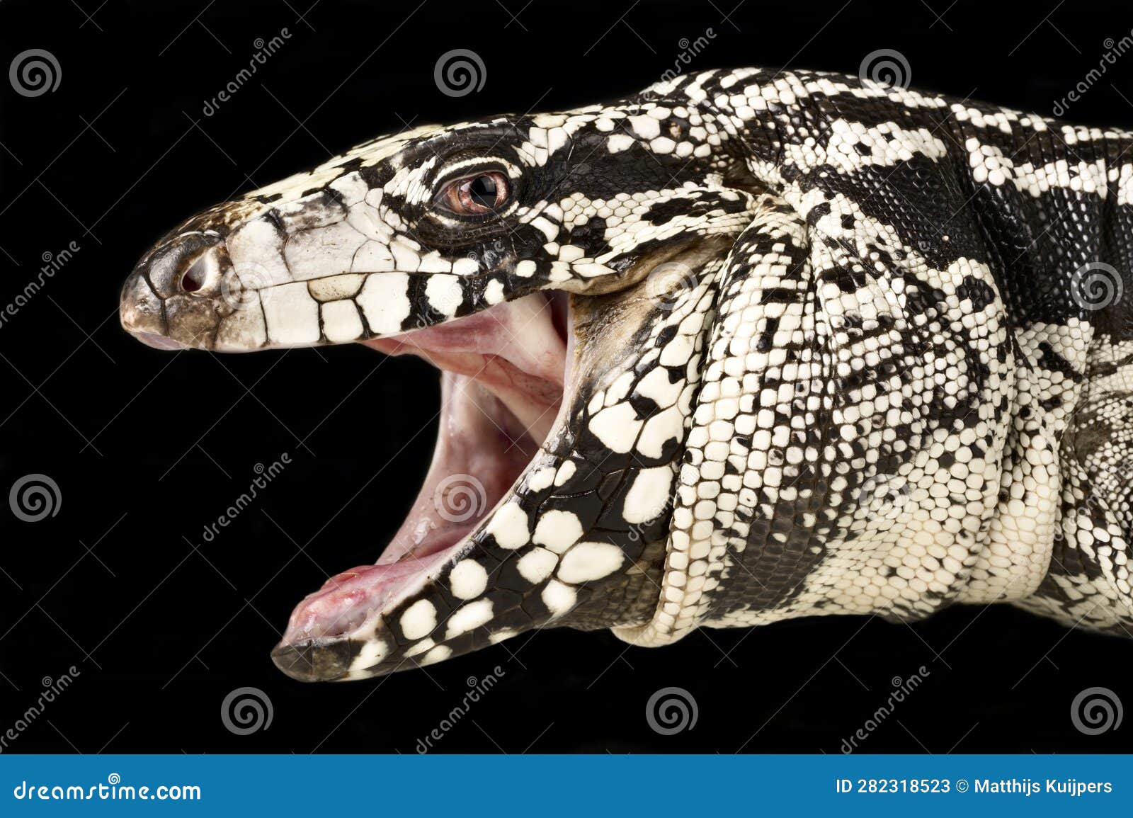 Black and White Tegu (Tupinambis Merianae) Stock Image - Image of ...
