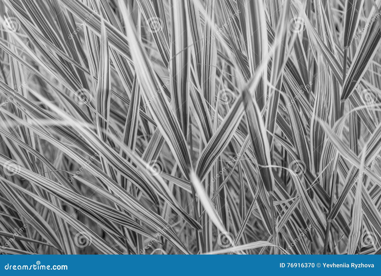 Black and White Texture of Long Fresh Grass Stock Photo - Image of ...